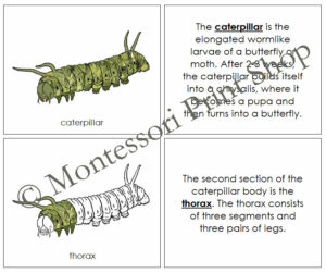 Zoology Nomenclature Bundle (Set #2) - Montessori | Made By Teachers