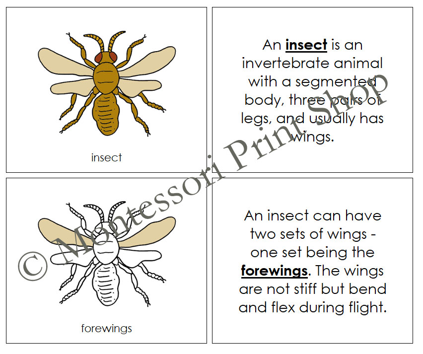 Zoology Nomenclature Bundle (Set #2) - Montessori | Made By Teachers