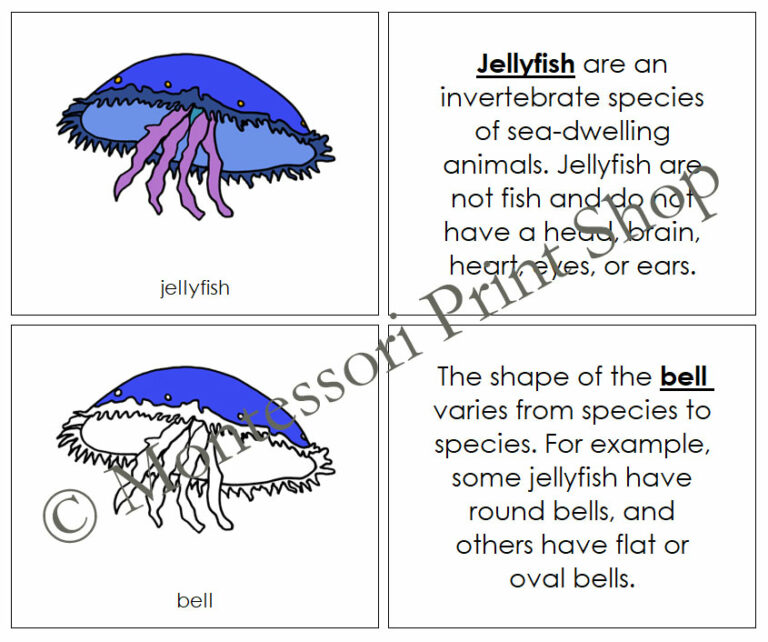 Zoology Nomenclature Bundle (Set #2) - Montessori | Made By Teachers