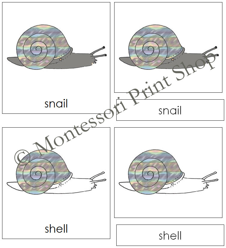 Zoology Nomenclature Bundle (Set #2) - Montessori | Made By Teachers