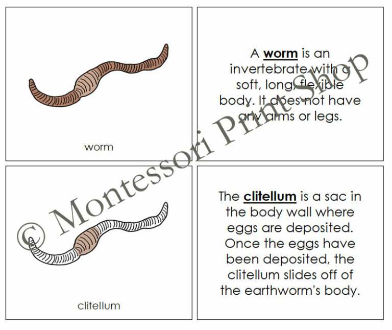 Zoology Nomenclature Bundle (Set #2) - Montessori | Made By Teachers