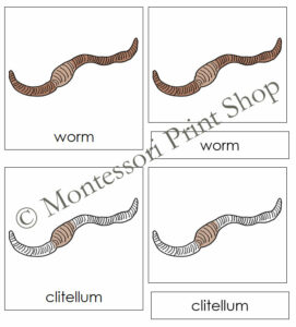 Zoology Nomenclature Bundle (Set #2) - Montessori | Made By Teachers