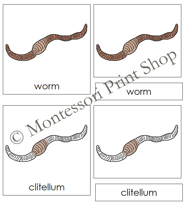 Zoology Nomenclature Bundle (Set #2) - Montessori | Made By Teachers