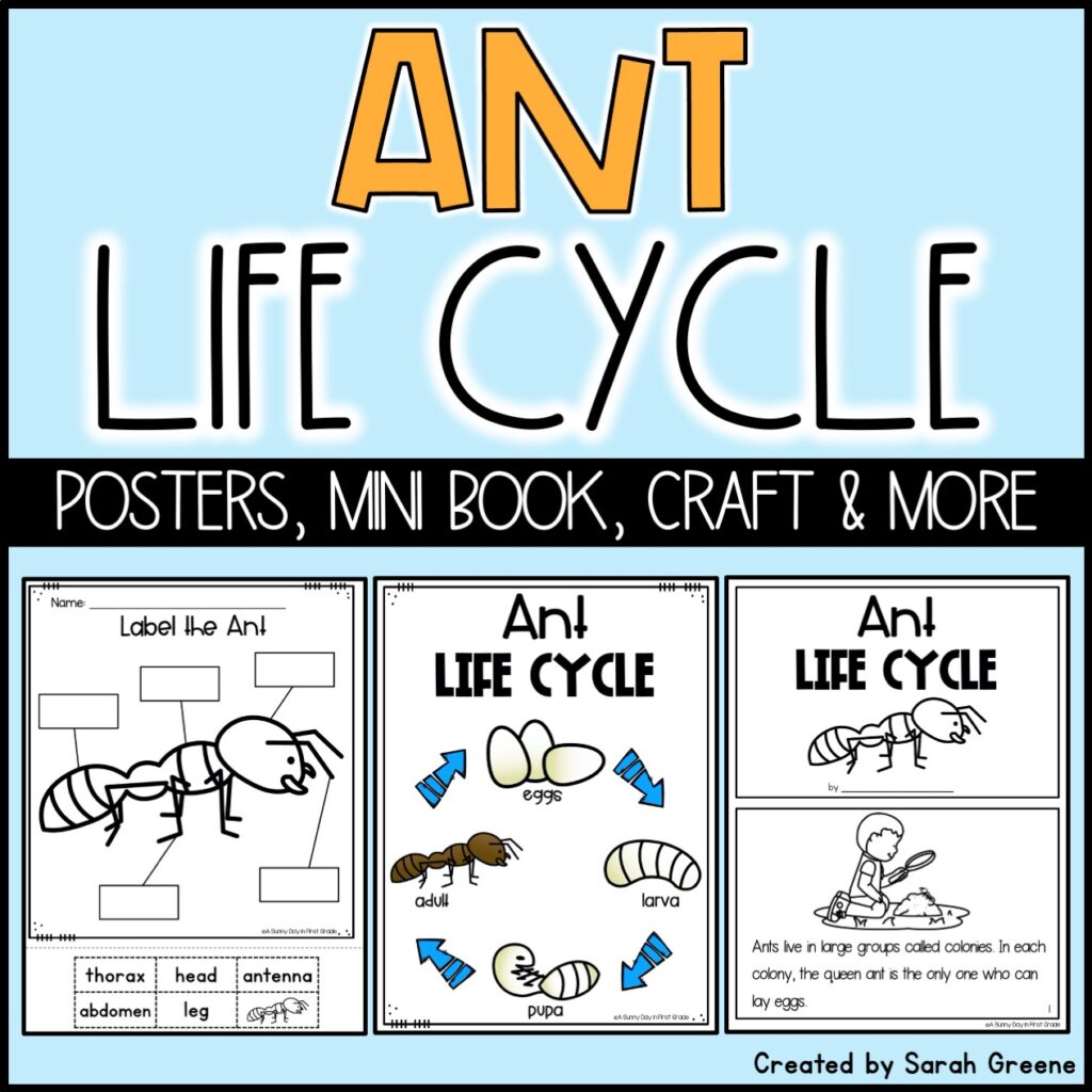 Life Cycle of an Ant | Made By Teachers