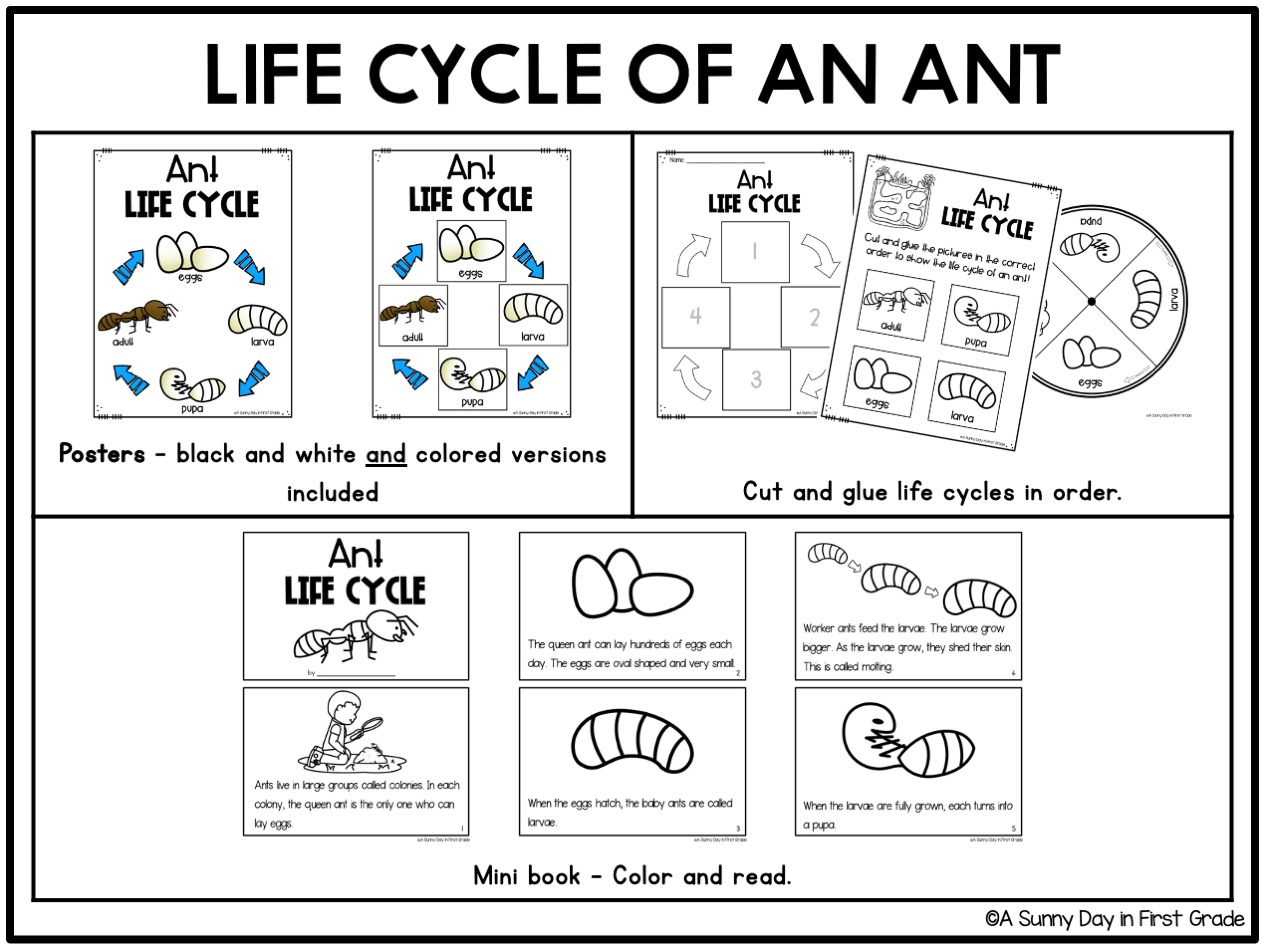 Life Cycle of an Ant | Made By Teachers