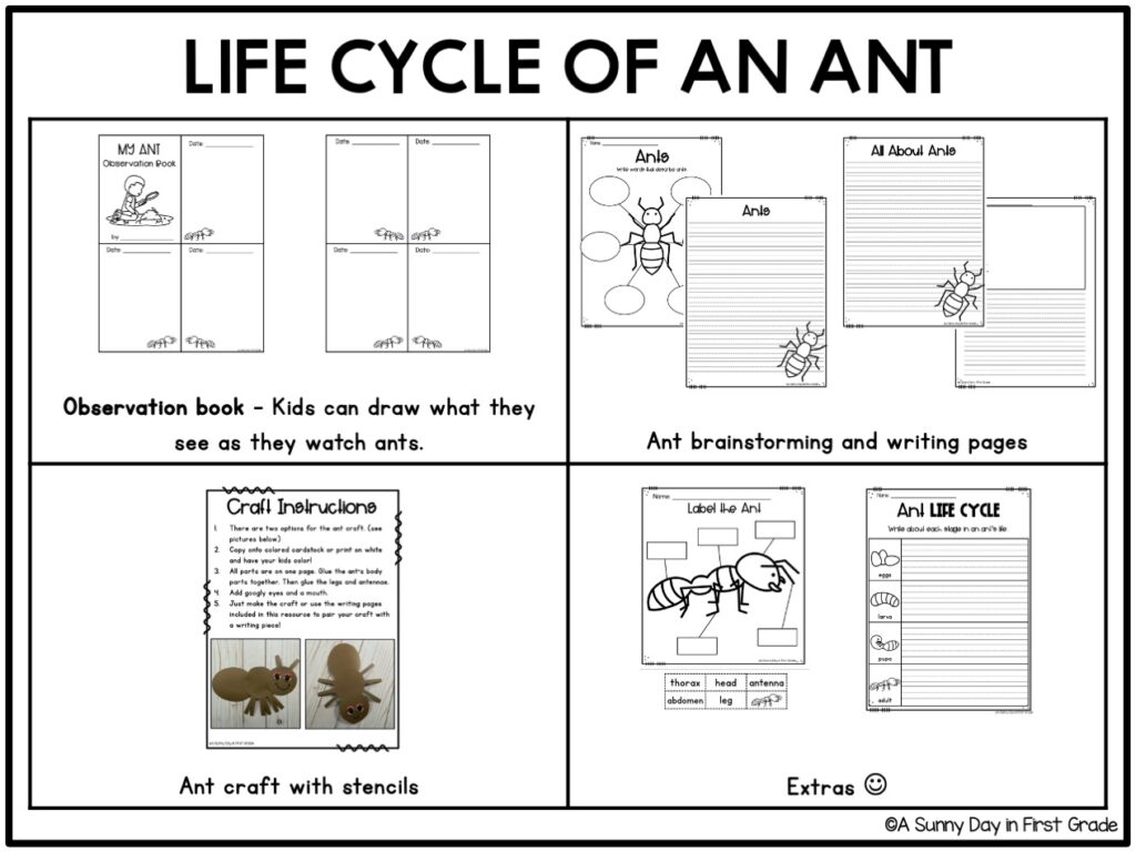 Life Cycle of an Ant | Made By Teachers