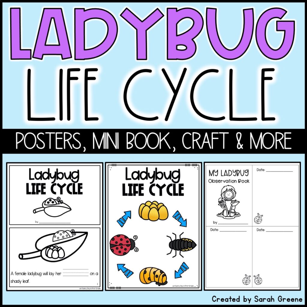 Life Cycle of a Ladybug | Made By Teachers