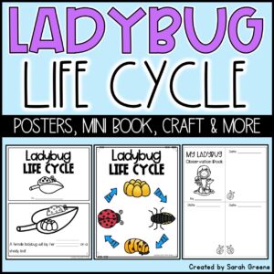 Life Cycle of a Ladybug | Made By Teachers