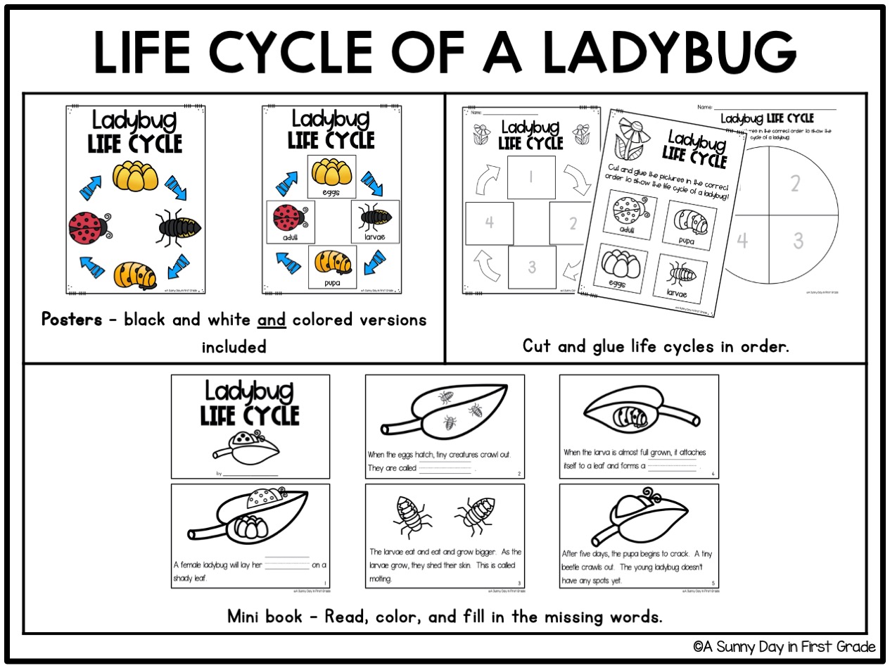 Life Cycle of a Ladybug | Made By Teachers