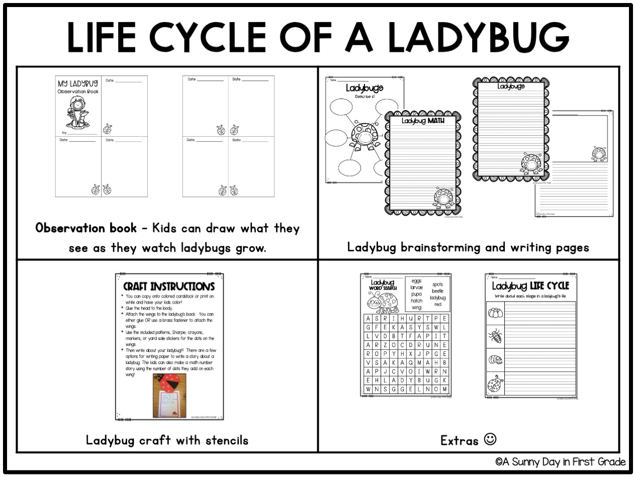 Life Cycle of a Ladybug | Made By Teachers