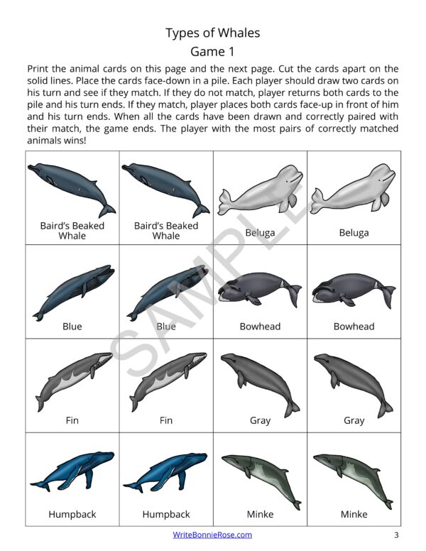 Types of Whales Matching Game | Made By Teachers