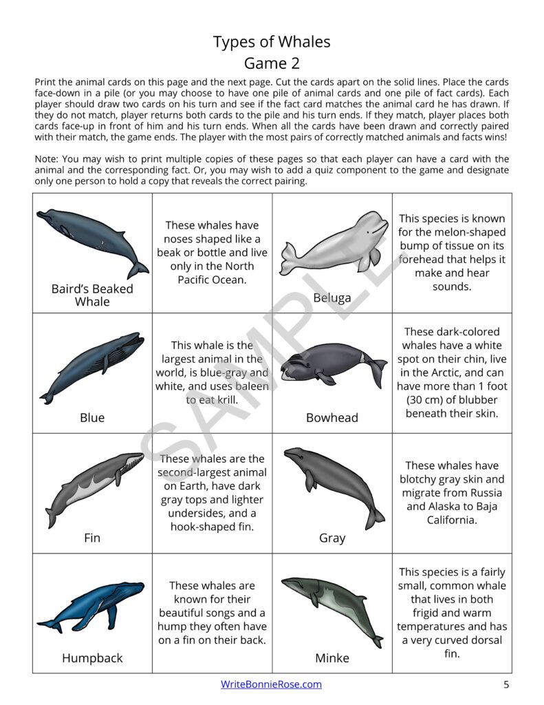 Types of Whales Matching Game | Made By Teachers