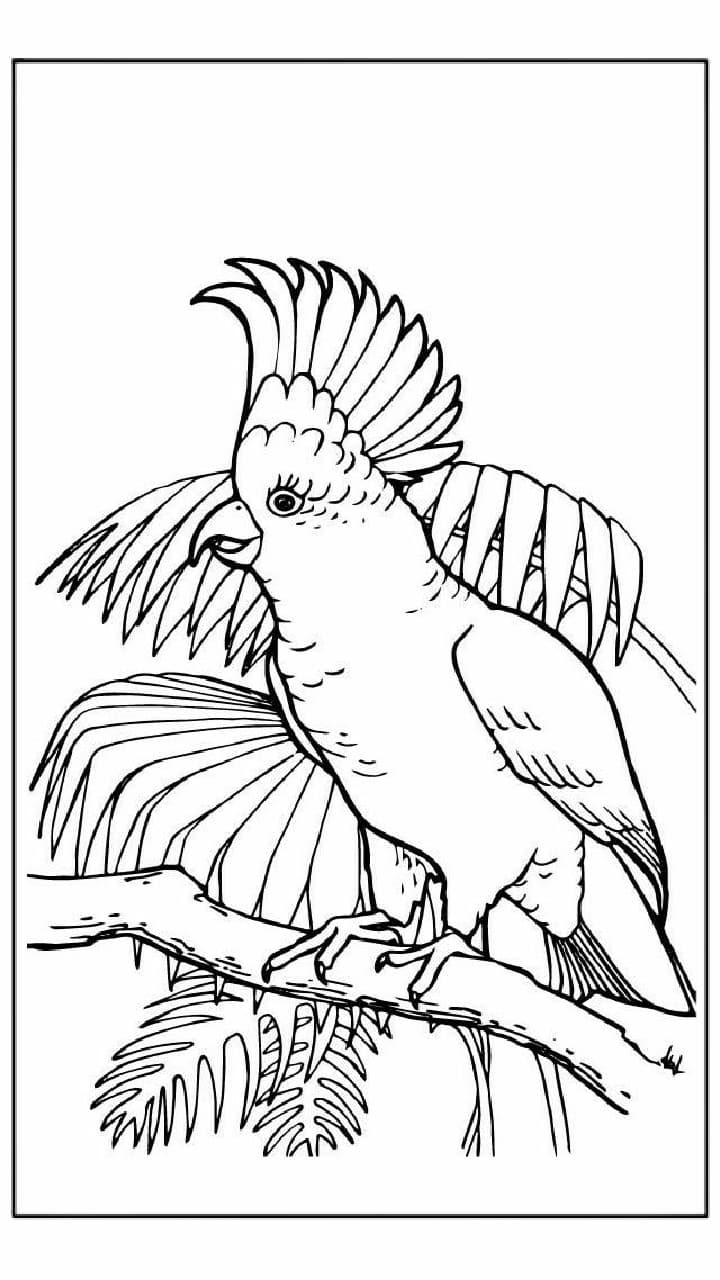 Birds colouring pages | Made By Teachers