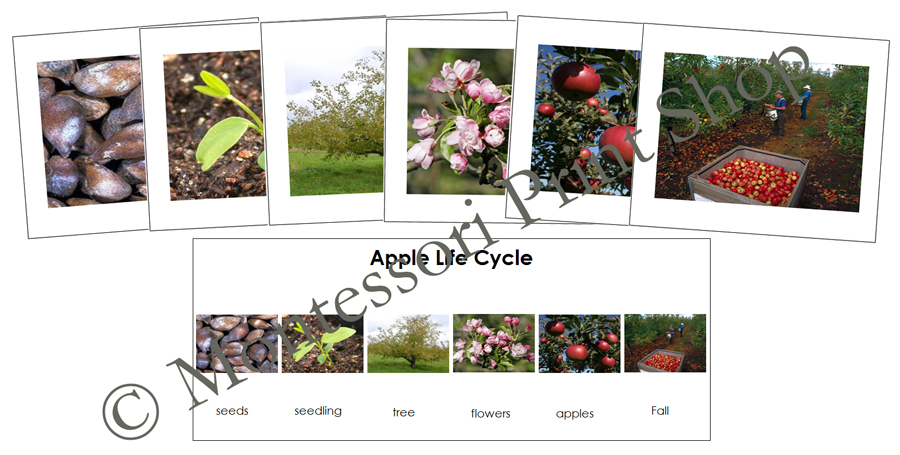 The Apple Life Cycle Sequence Cards | Made By Teachers