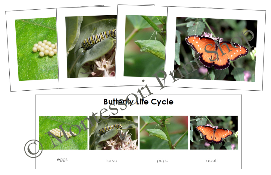 The Butterfly Life Cycle Sequence Cards | Made By Teachers