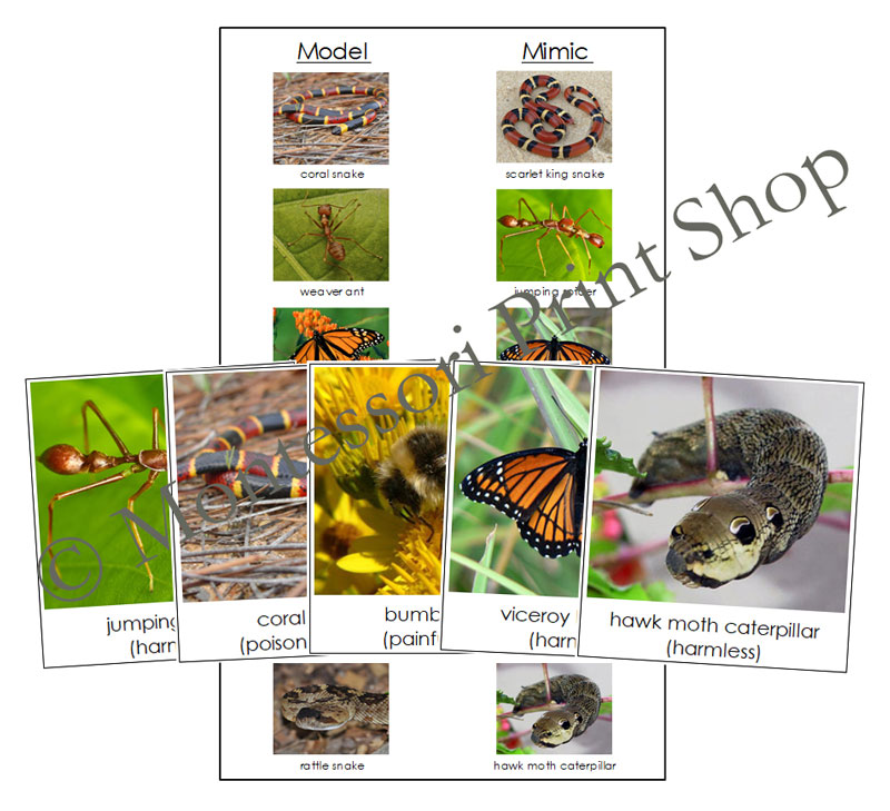 Animal Mimicry Sorting Cards & Control Chart - Animal Behavior/Zoology ...