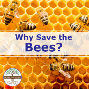 Why Save the Bees? | Video, Handout, and Worksheet | Made By Teachers