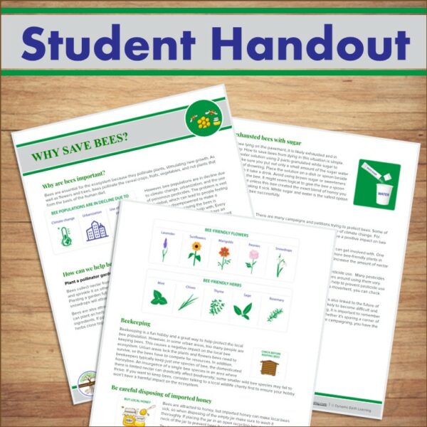 Why Save the Bees? | Video, Handout, and Worksheet | Made By Teachers