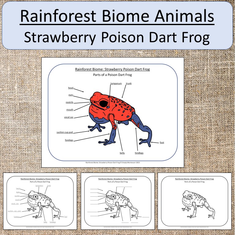 Rainforest Biome Animal: Strawberry Poison Dart Frog | Made By Teachers