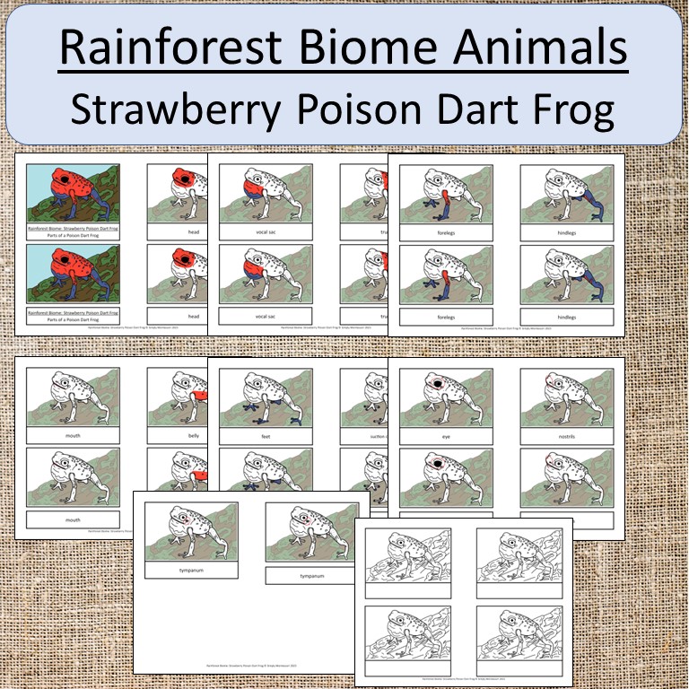 Rainforest Biome Animal: Strawberry Poison Dart Frog | Made By Teachers