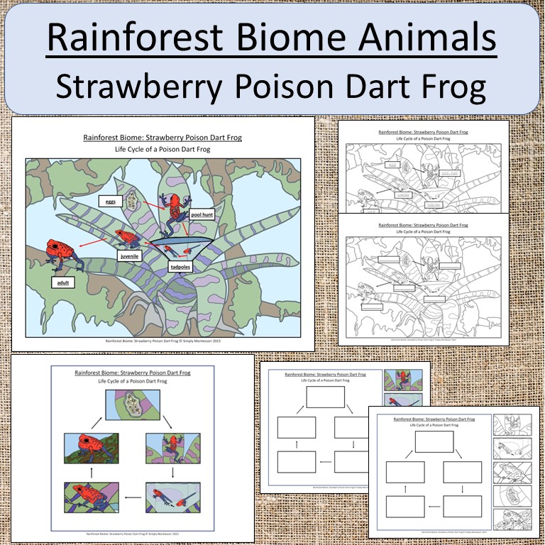 Rainforest Biome Animal: Strawberry Poison Dart Frog | Made By Teachers