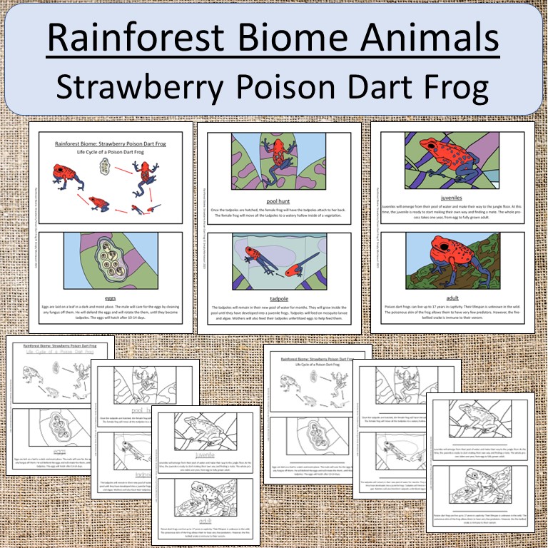 Rainforest Biome Animal: Strawberry Poison Dart Frog | Made By Teachers
