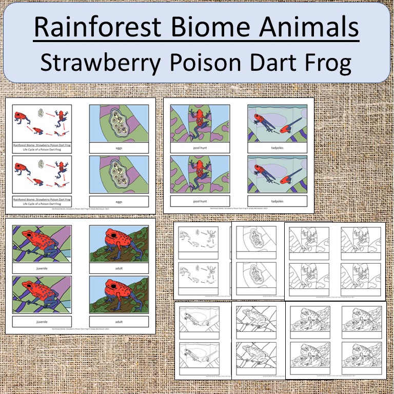 Rainforest Biome Animal: Strawberry Poison Dart Frog | Made By Teachers