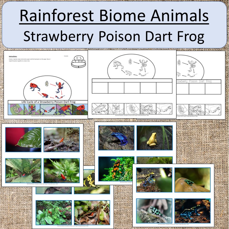 Rainforest Biome Animal: Strawberry Poison Dart Frog | Made By Teachers