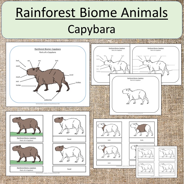 Rainforest Biome Animal: Capybara | Made By Teachers