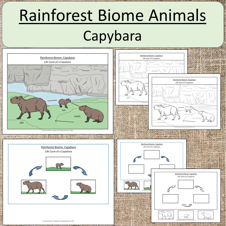Rainforest Biome Animal: Capybara | Made By Teachers