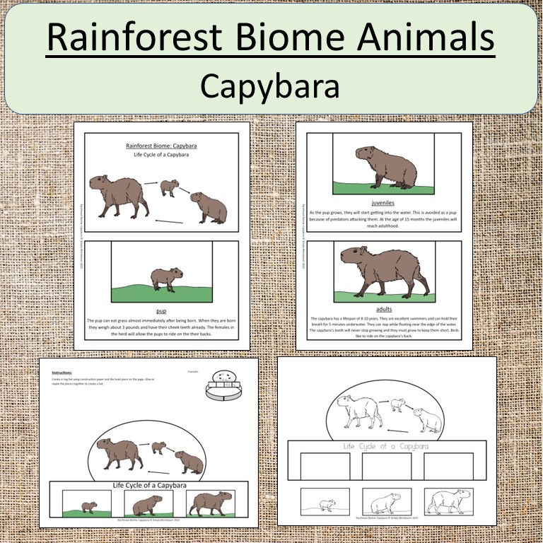 Rainforest Biome Animal: Capybara | Made By Teachers