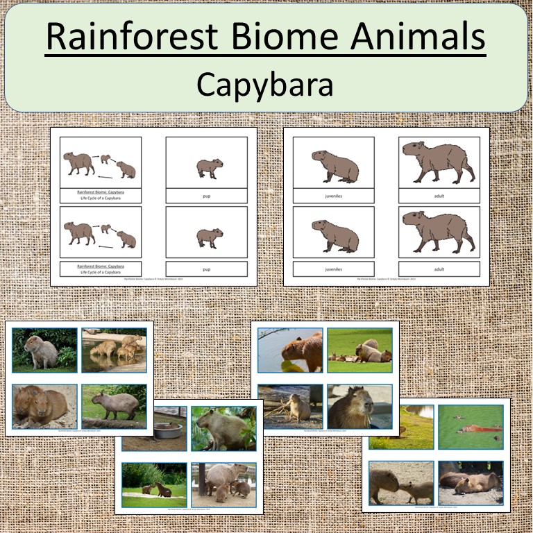 Rainforest Biome Animal: Capybara | Made By Teachers