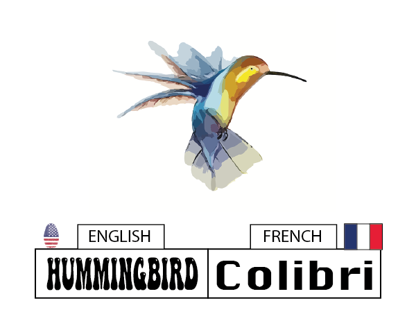 FRENCH 50 animal vocabulary cards with English translation | Made By ...