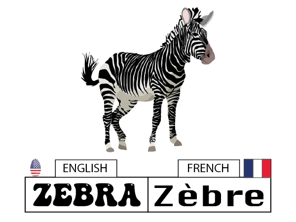 FRENCH 50 animal vocabulary cards with English translation | Made By ...