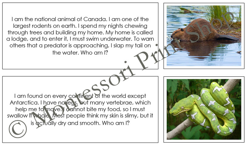 Animal Stories (Set #1) - Zoology | Made By Teachers