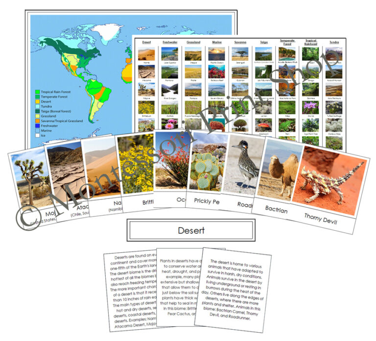 Biomes of the World - Information, Sorting Cards, Control Chart, Map ...