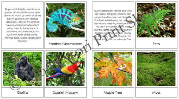 Biomes of the World - Information, Sorting Cards, Control Chart, Map ...