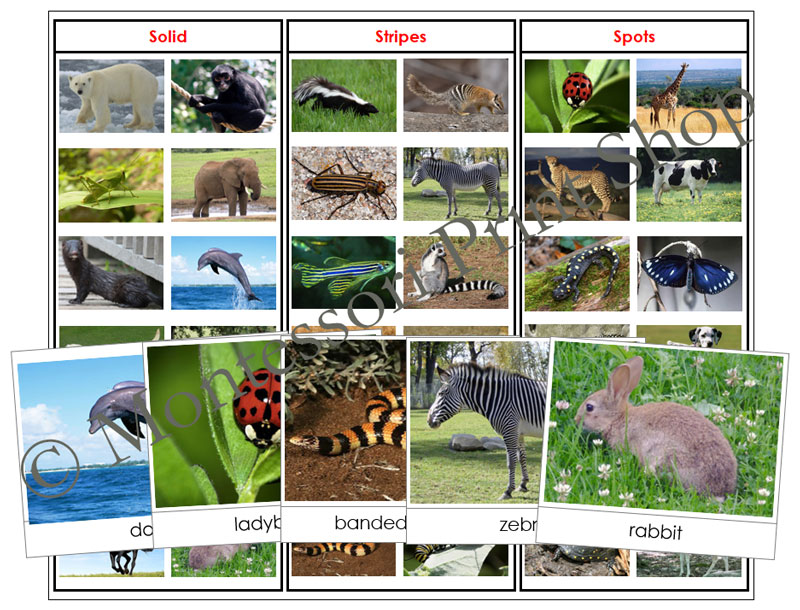 Animal Coverings (Stripes, Spots & Solid) - Sorting Cards & Control ...