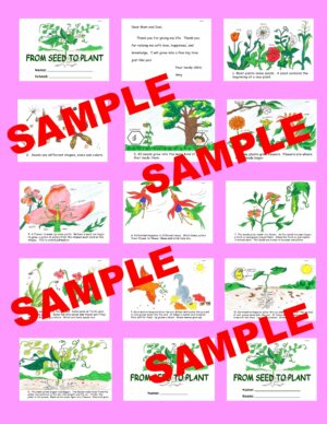 Science Project: Plant Booklet: From Seed to Plant | Made By Teachers