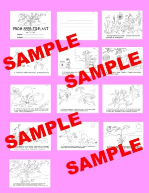 Science Project: Plant Booklet: From Seed to Plant | Made By Teachers