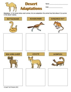 Animal Adaptations in the Desert Activities and Worksheets | Made By ...