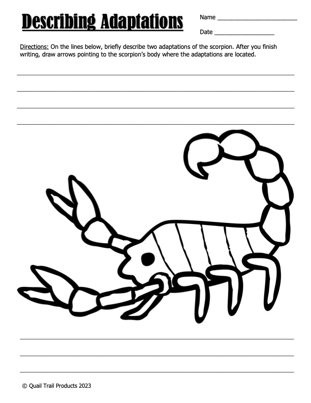 Animal Adaptations in the Desert Activities and Worksheets | Made By ...