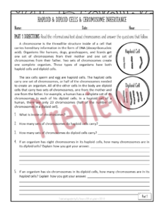 Haploid and Diploid Cells and Chromosome Inheritance Worksheet | Made ...