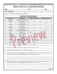 Haploid and Diploid Cells and Chromosome Inheritance Worksheet | Made ...