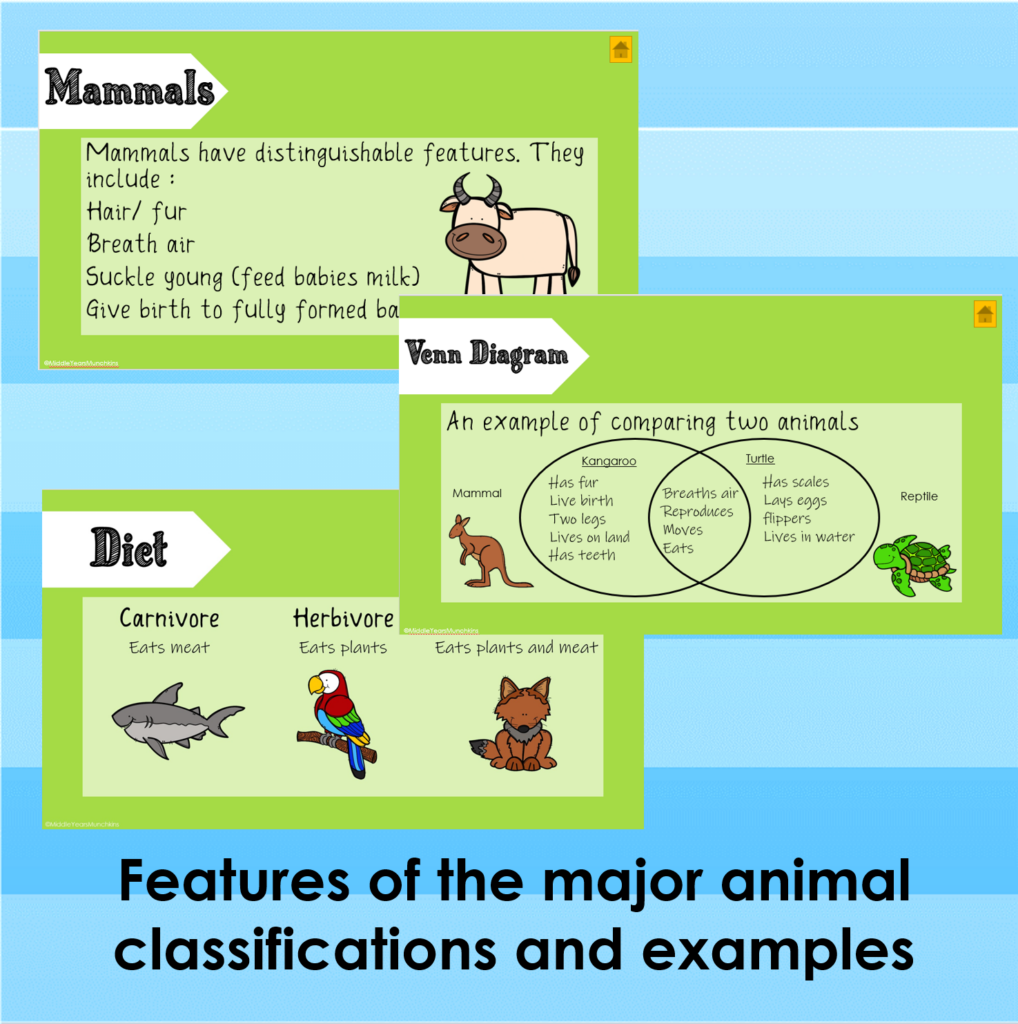 Living, Non-Living & Life Cycles Information PowerPoint | Made By Teachers