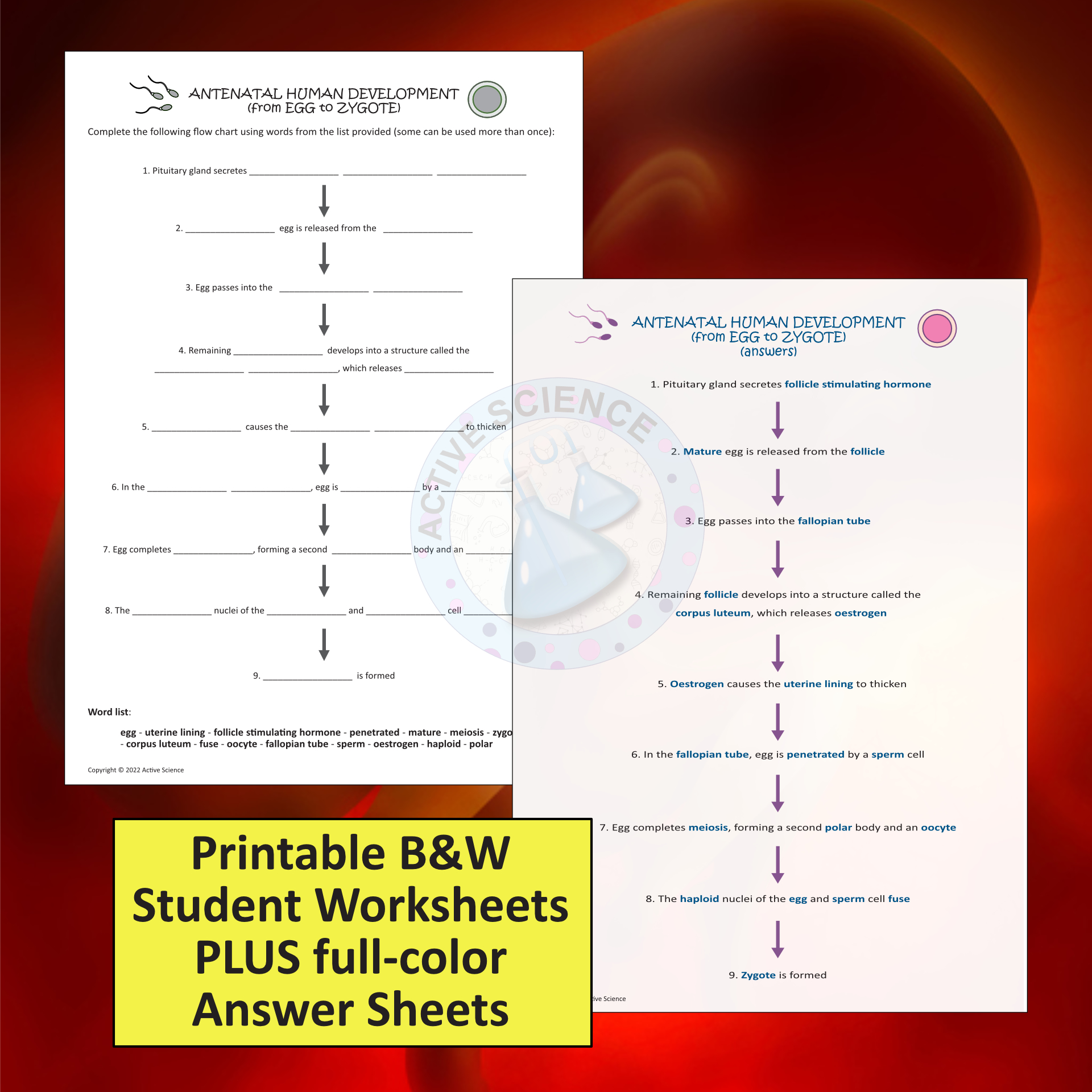 Antenatal and Embryonic Development (US Edition) | Made By Teachers