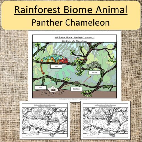 Rainforest Biome Animal: Panther Chameleon | Made By Teachers