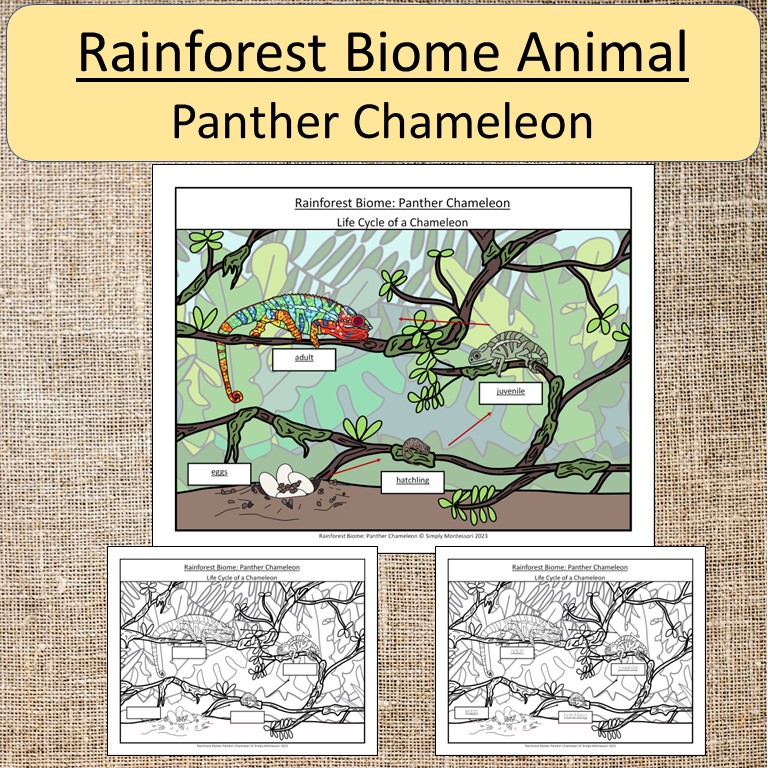 Rainforest Biome Animals: Mountain Gorilla | Made By Teachers