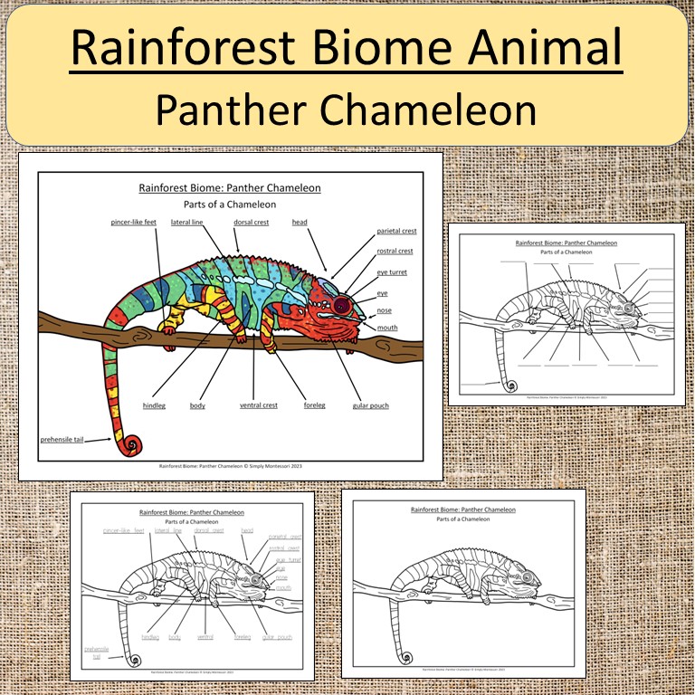 Rainforest Biome Animal: Panther Chameleon | Made By Teachers