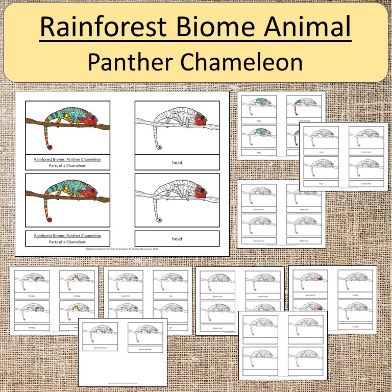 Rainforest Biome Animal: Panther Chameleon | Made By Teachers